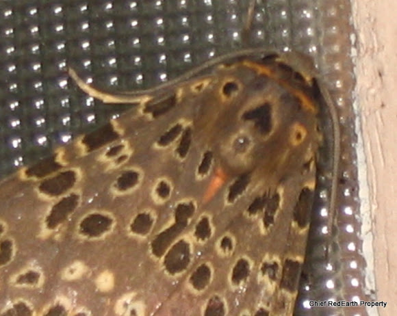 Olepa Arctiid Moth | Project Noah