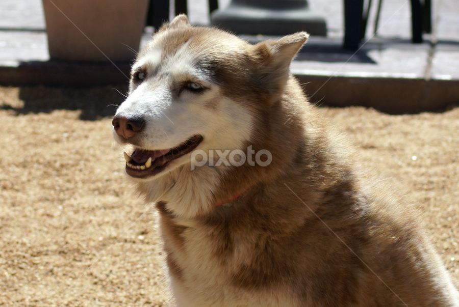 Golden Brown Wolf With Blue Eyes