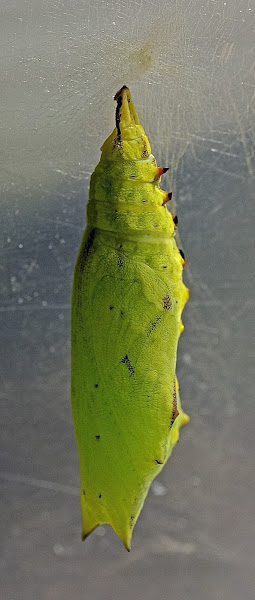 Peacock Butterfly Cocoon + Adult | Project Noah