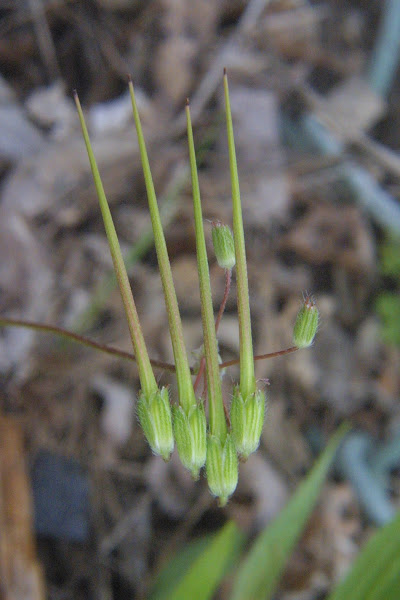 Stork's Bill | Project Noah