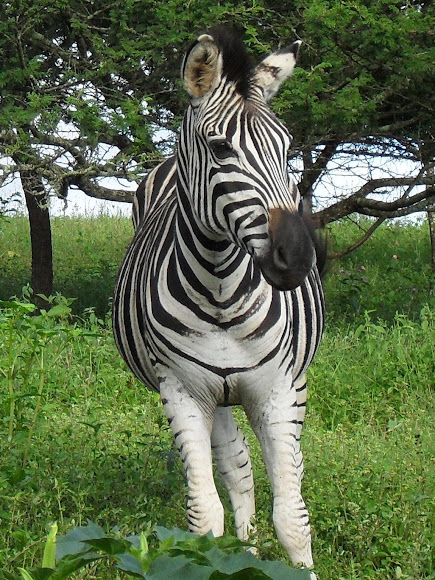 Burchell's Zebra | Project Noah