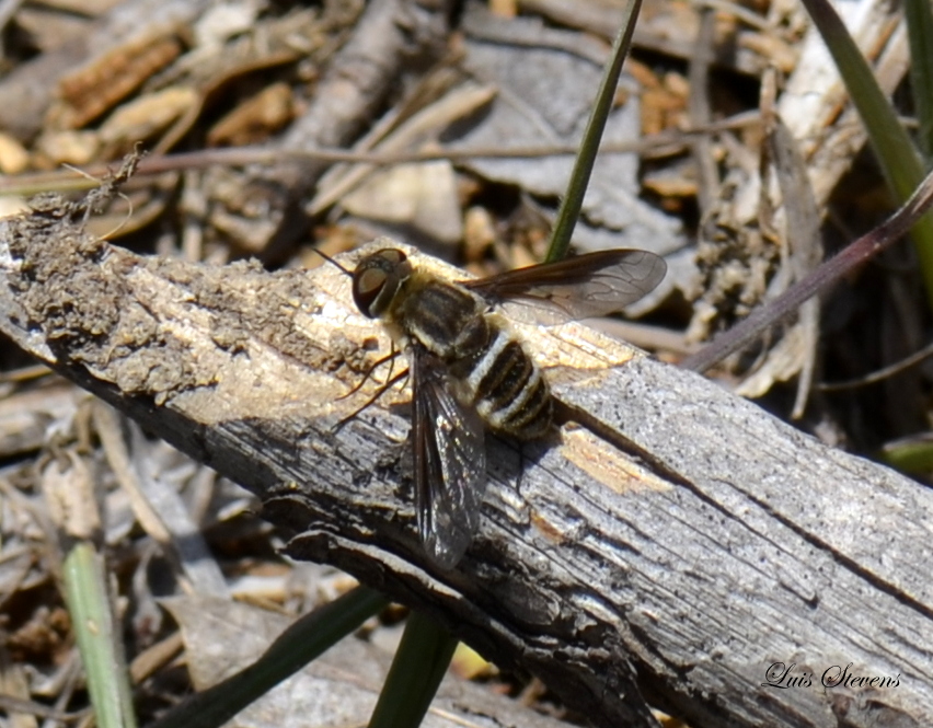 Bee Fly | Project Noah