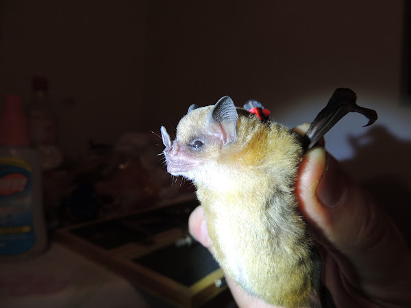 Little Yellow-Shouldered Bat | Project Noah