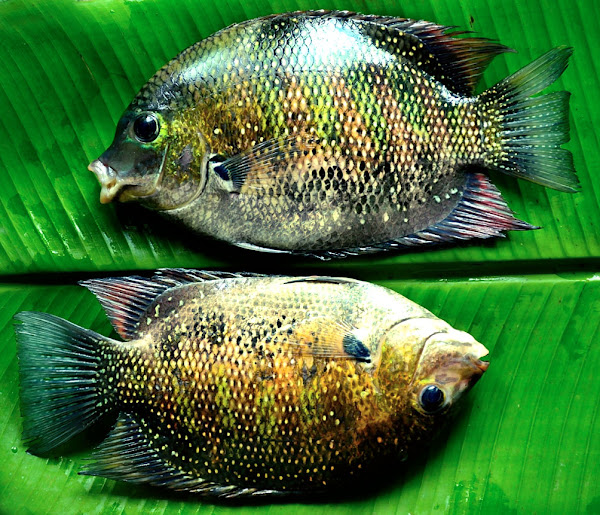 Pearl Spot | Project Noah