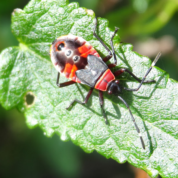 Harlequin Bug | Project Noah