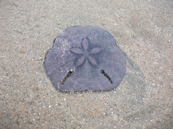 Keyhole Sand Dollar | Project Noah