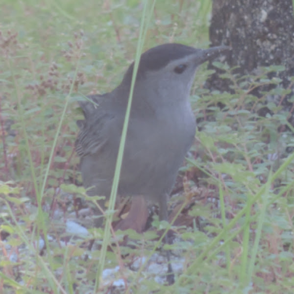 Gray Catbird | Project Noah