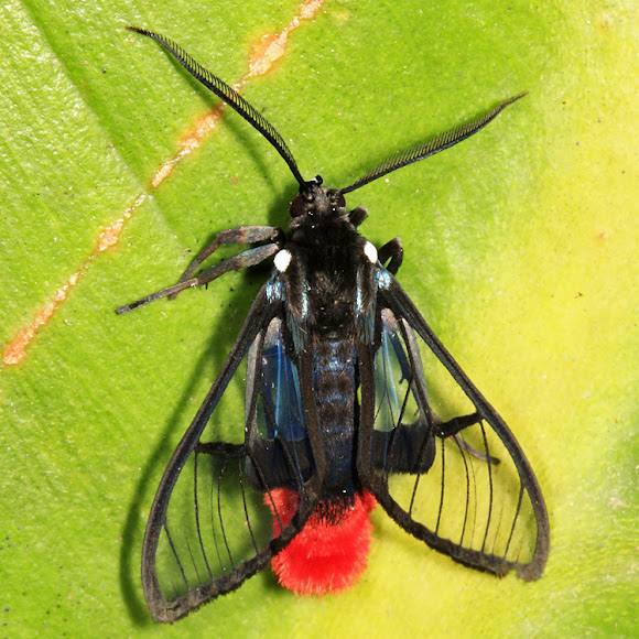 Clearwing Moth | Project Noah