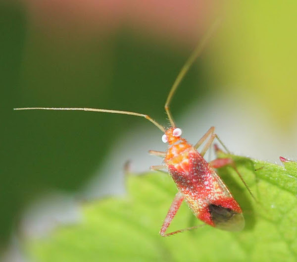 orange and red bug | Project Noah