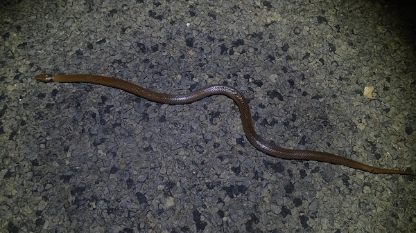 Curl snake | Project Noah