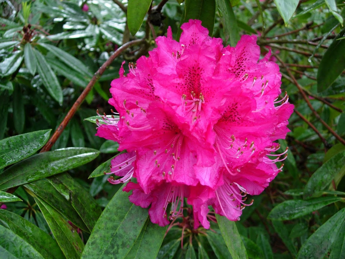 Rododendron | Project Noah