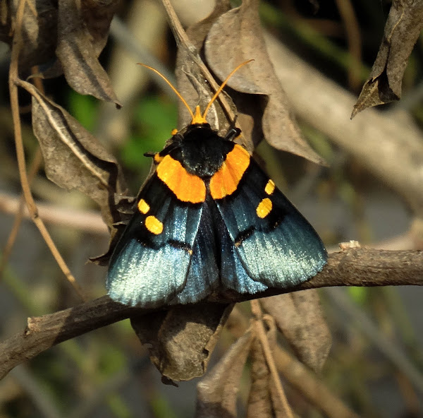 African Peach Moth | Project Noah