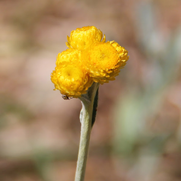 Button Everlasting | Project Noah