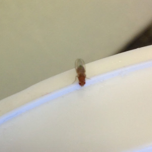 Fruit fly | Project Noah