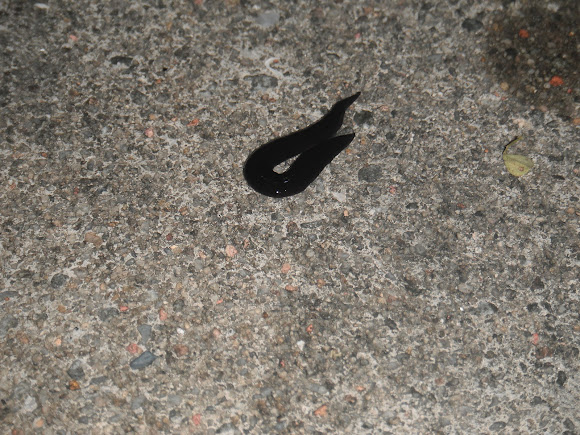 Land Planarian/Flatworm | Project Noah