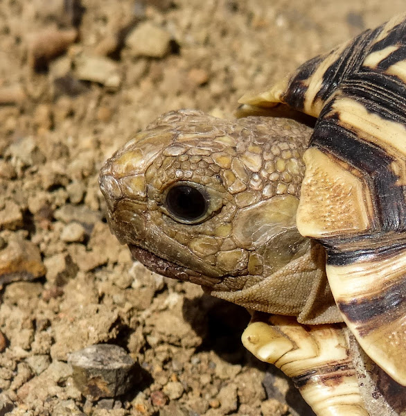 Leopard Tortoise | Project Noah