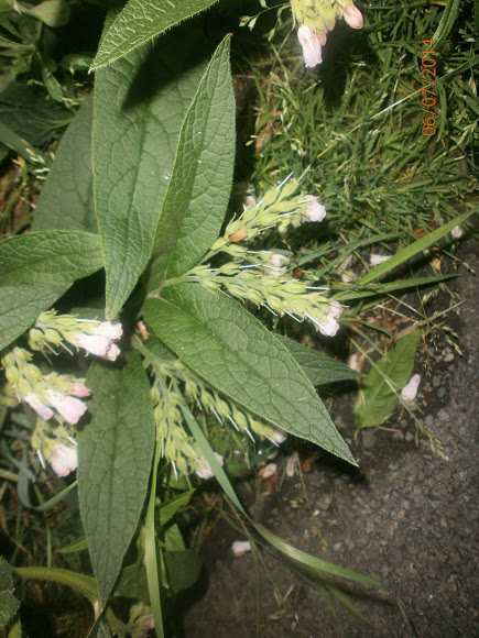 Comfrey sp.? | Project Noah