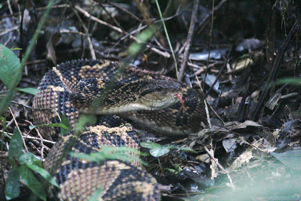 Bushmaster | Project Noah