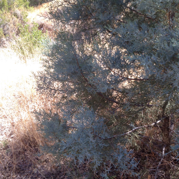 Juniper | Project Noah