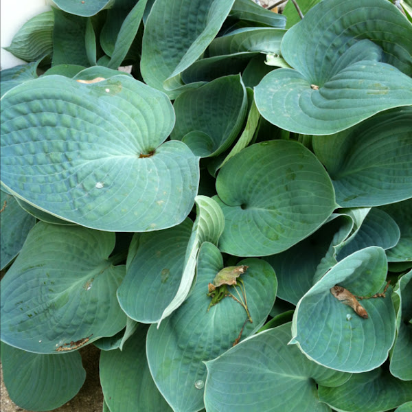 Tracy's Emerald Cup Hosta | Project Noah