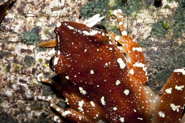 Cinnamon Tree frog Nyctixalus | Project Noah