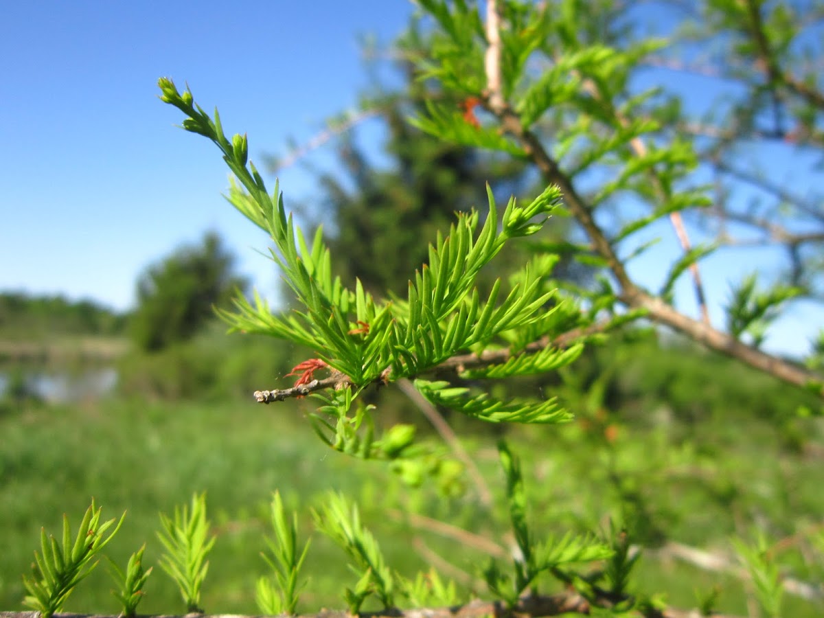 Bald Cypress | Project Noah