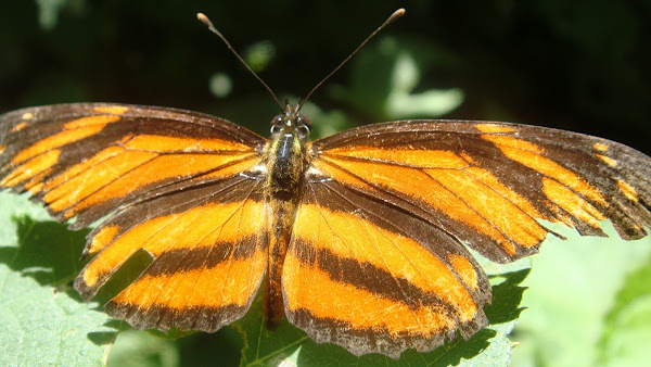 Longwing crescent | Project Noah