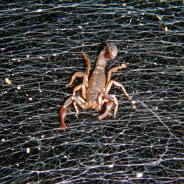 Southern Unstriped Scorpion | Project Noah