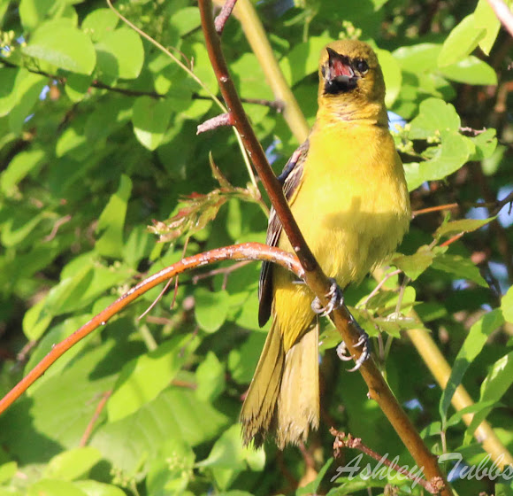 Orchard Oriole | Project Noah