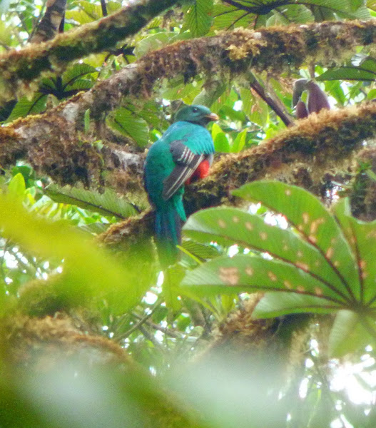 Resplendent Quetzal | Project Noah