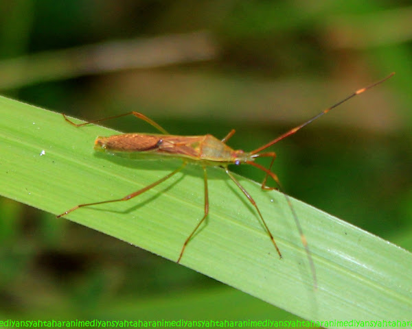 Rice Bug | Project Noah