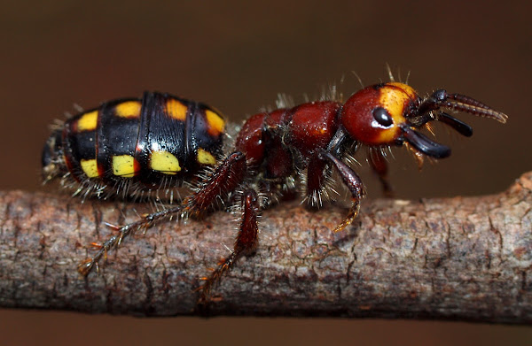 Wingless Flower Wasp, ( Female ) | Project Noah