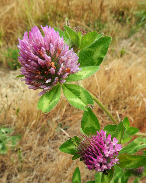Red Clover | Project Noah