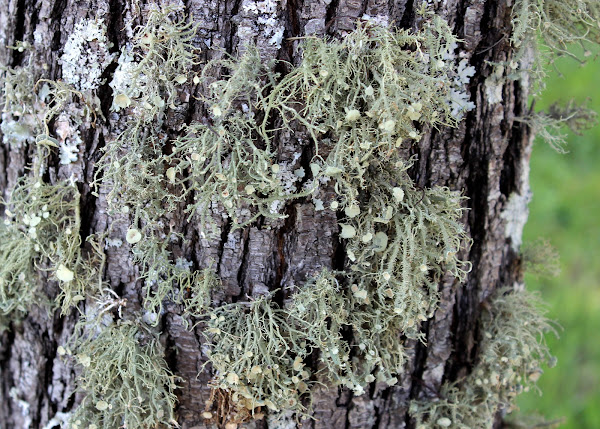 Beard Lichen | Project Noah