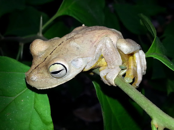 Rosenberg's Gladiator Tree Frog | Project Noah