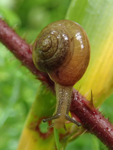 Snail | Project Noah