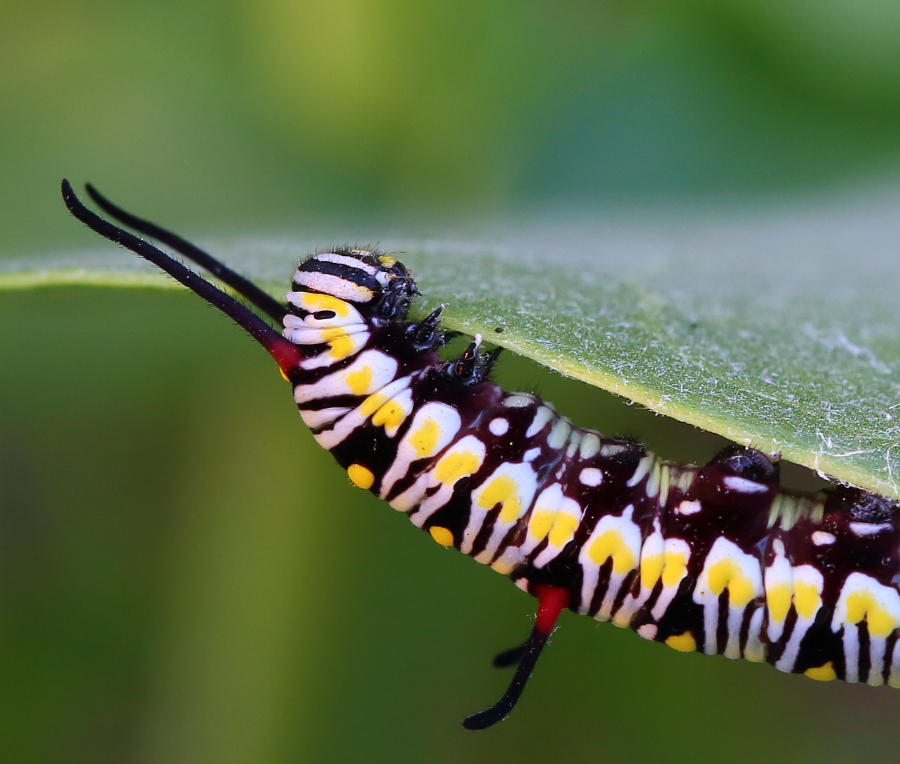 Plain Tiger Caterpillar | Project Noah