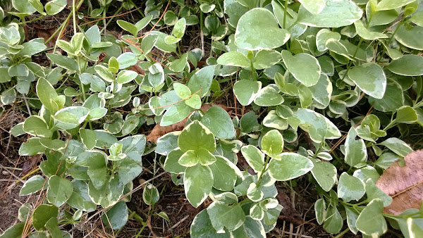 Large Periwinkle | Project Noah