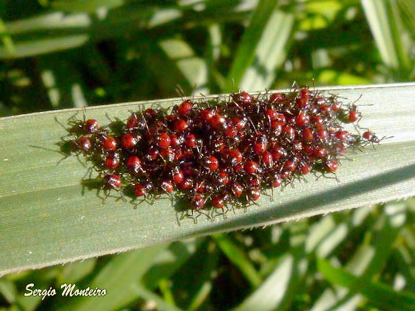 Stink bug nymphs | Project Noah