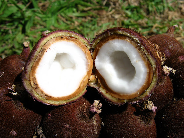 Brejaúva (Brazil) fruits | Project Noah