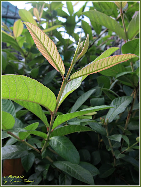 Bayabas, Guava | Project Noah