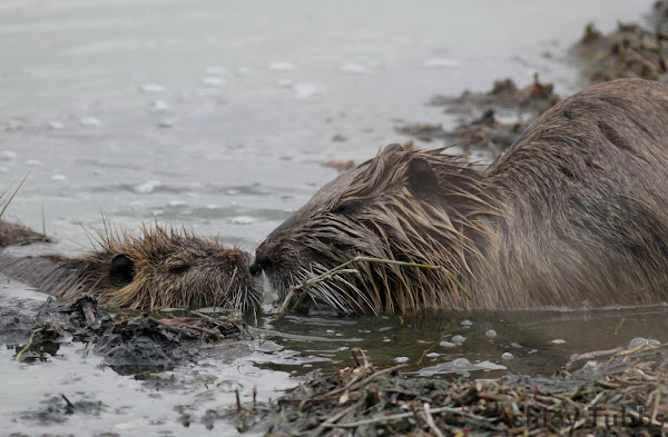 Nutria | Project Noah