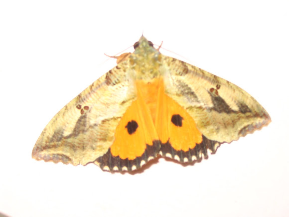 Fruit-piercing Moth | Project Noah