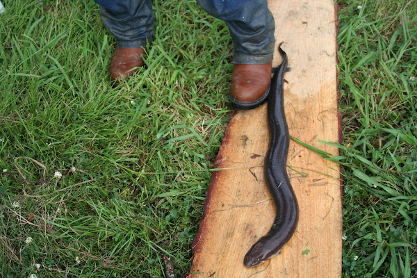 Three-Toed Amphiuma | Project Noah