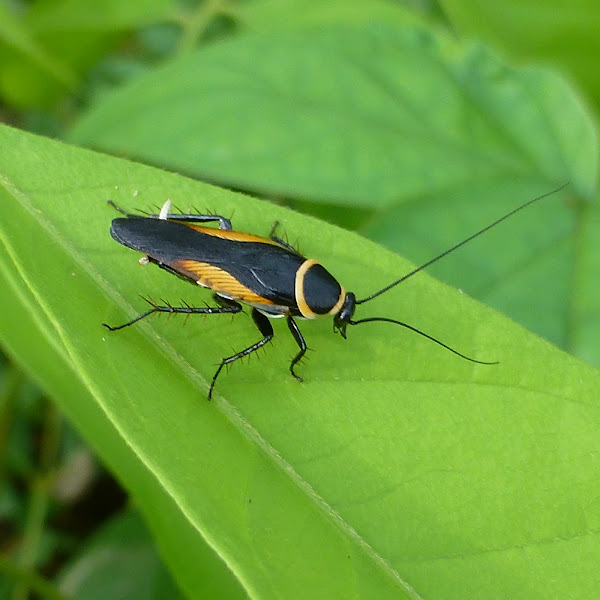 Gold Bordered Cockroach | Project Noah