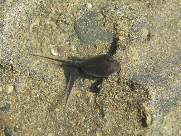 Cane Toad Tadpoles | Project Noah
