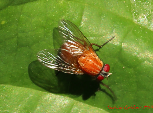 Bush Fly | Project Noah
