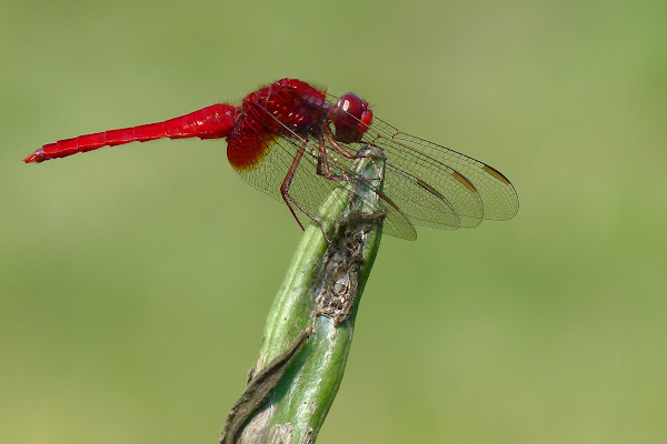 Scarlet Skimmer, male | Project Noah