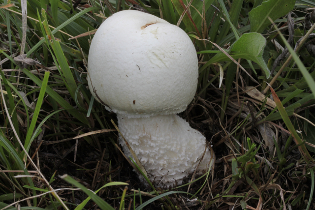 agaricus arvensis | Project Noah