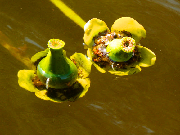Yellow Water-lily (fruits & flowers) | Project Noah